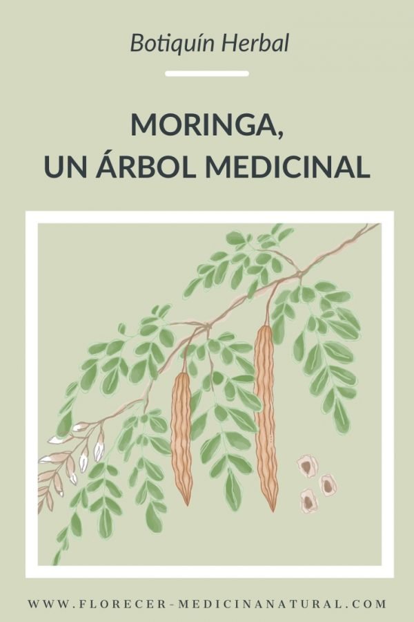 Moringa, un árbol medicinal. - Florecer - Medicina Natural