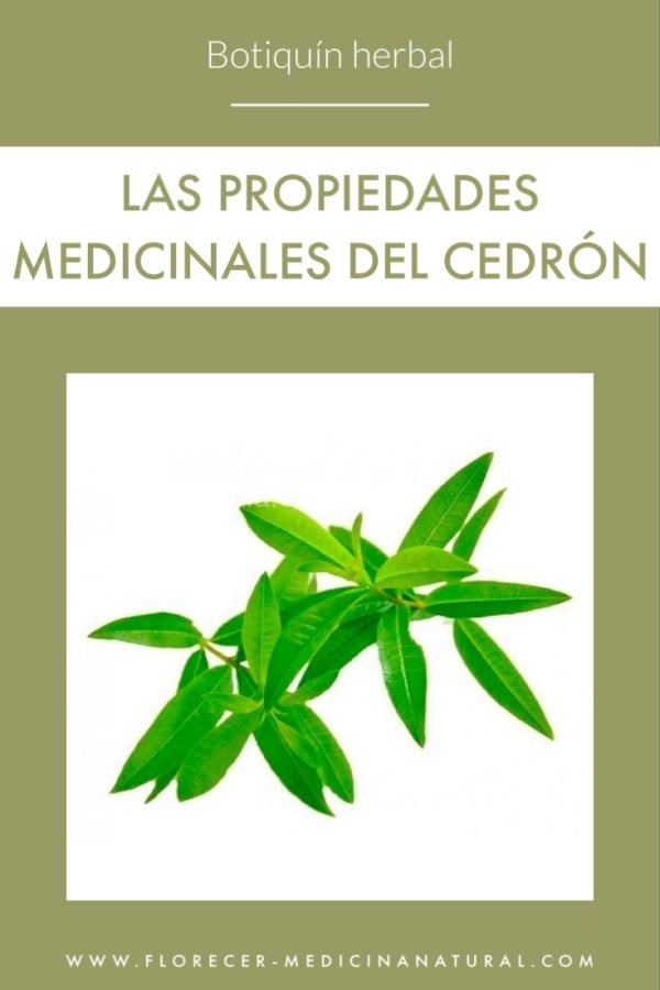 Las propiedades medicinales del Cedrón (Aloysia citrodora) - Florecer ...