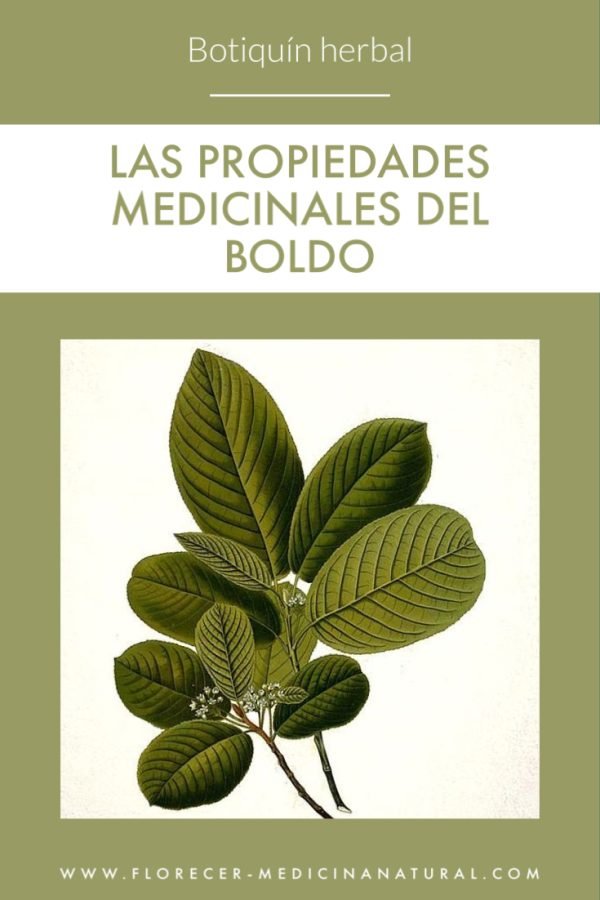 Las propiedades medicinales del Boldo (Peumus boldus) - Florecer ...