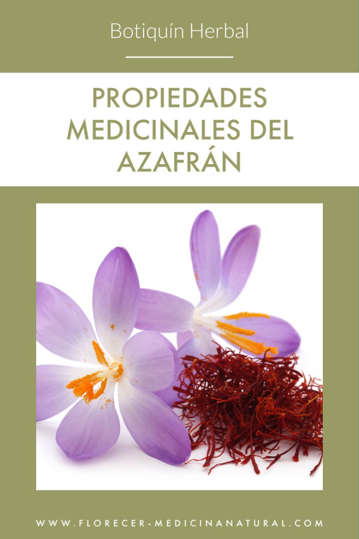 Las propiedades medicinales del Azafrán (Crocus sativus) - Florecer ...