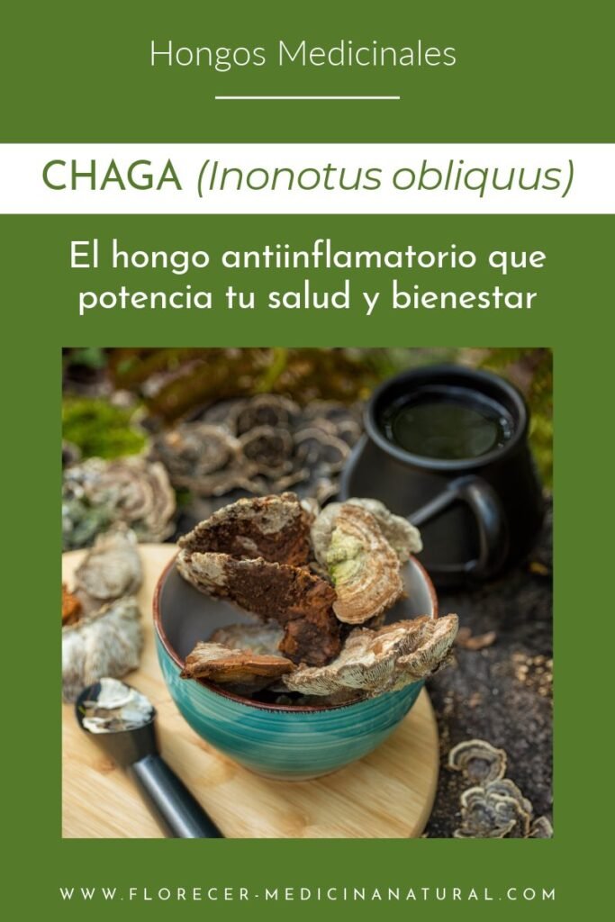 Chaga, el hongo antiinflamatorio que potencia tu salud y bienestar ...